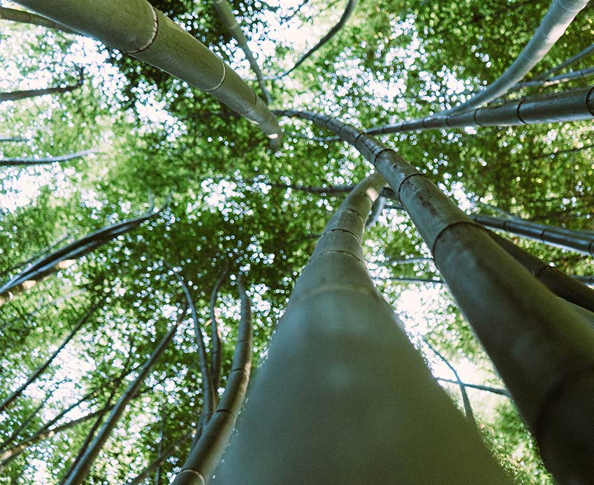 Save the forests – Cristosal
